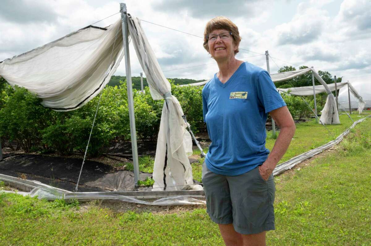 Blueberry picking starts up in Capital Region, Hudson Valley