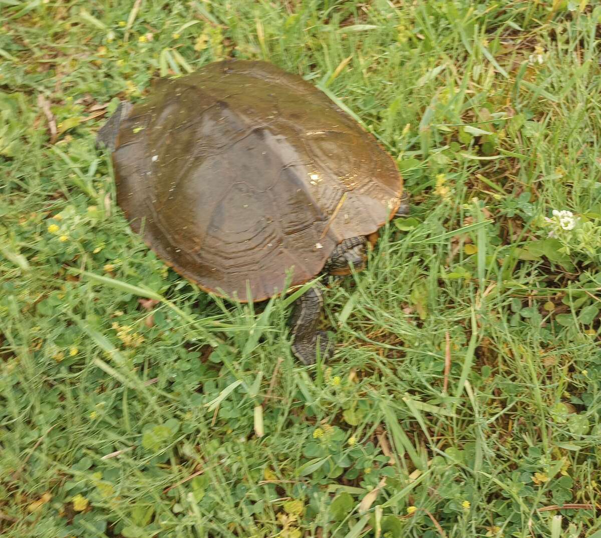 Snapping Turtle Footprint