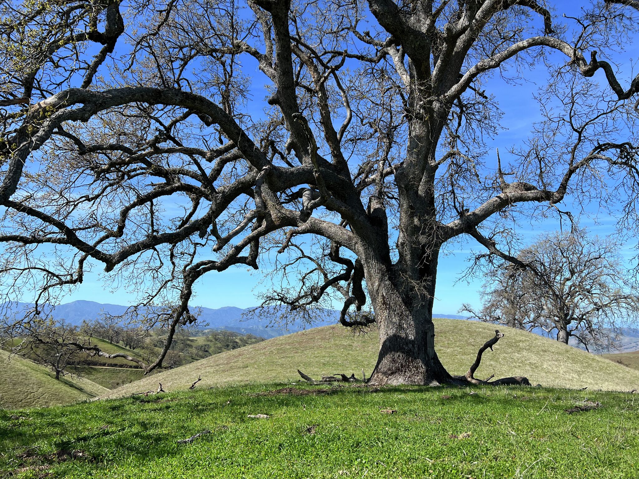 $35 million California ranch of early Apple CEO to be preserved