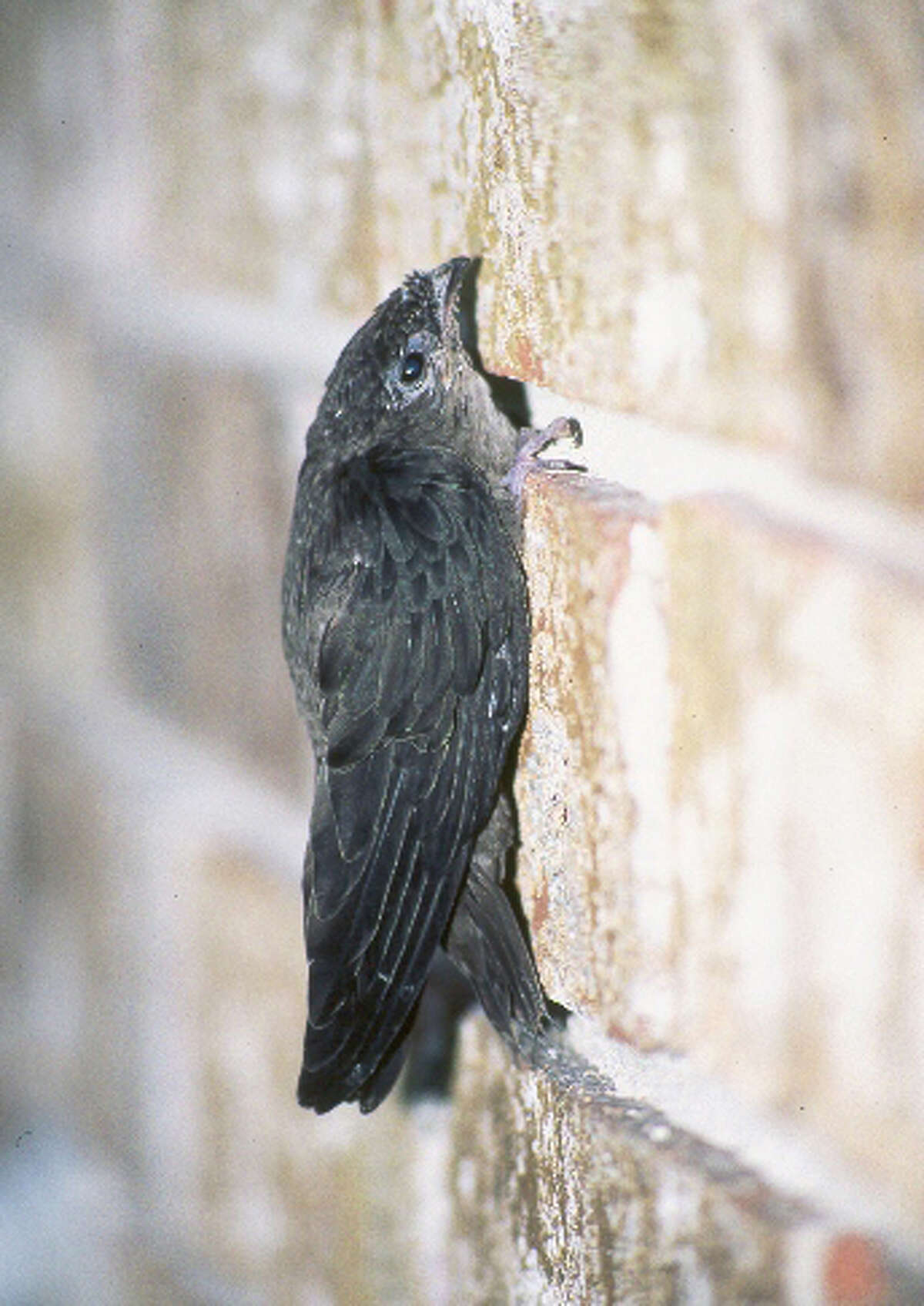 Chimney swifts swoop through the air catching flying insects