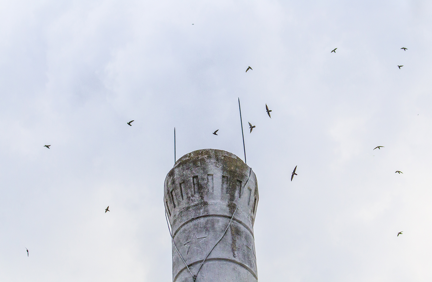 Chimney swifts swoop through the air catching flying insects
