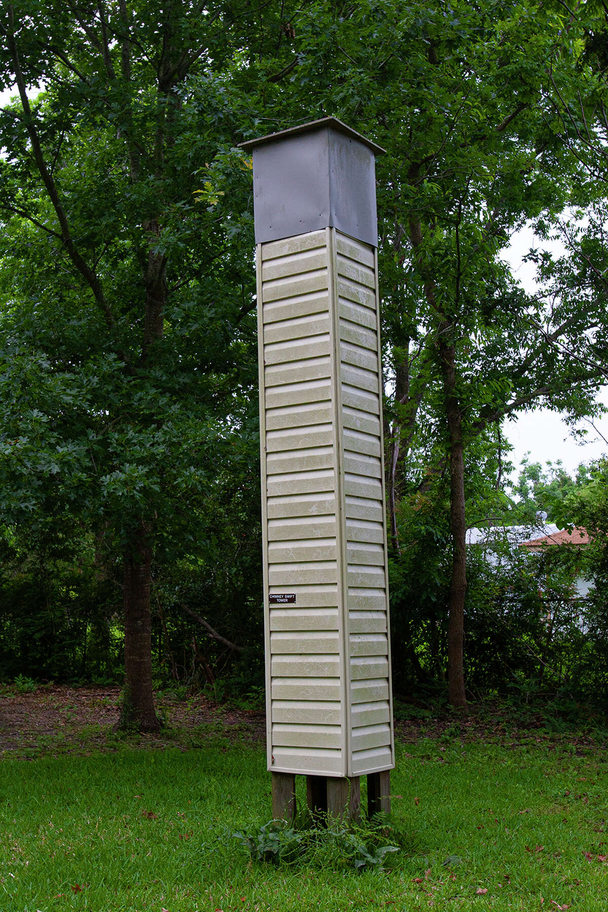 Chimney swifts swoop through the air catching flying insects