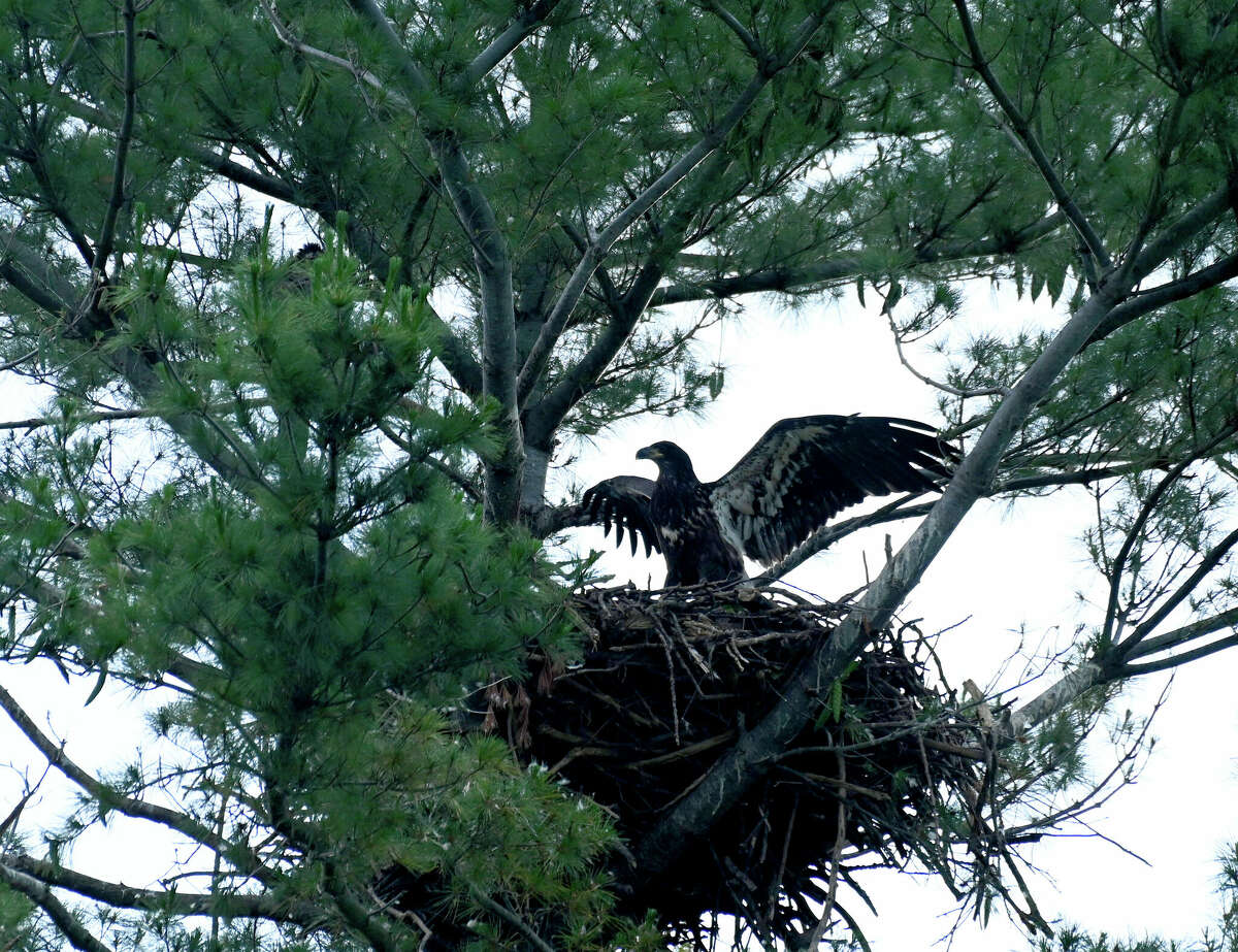 Manchester eagles near draws spectators
