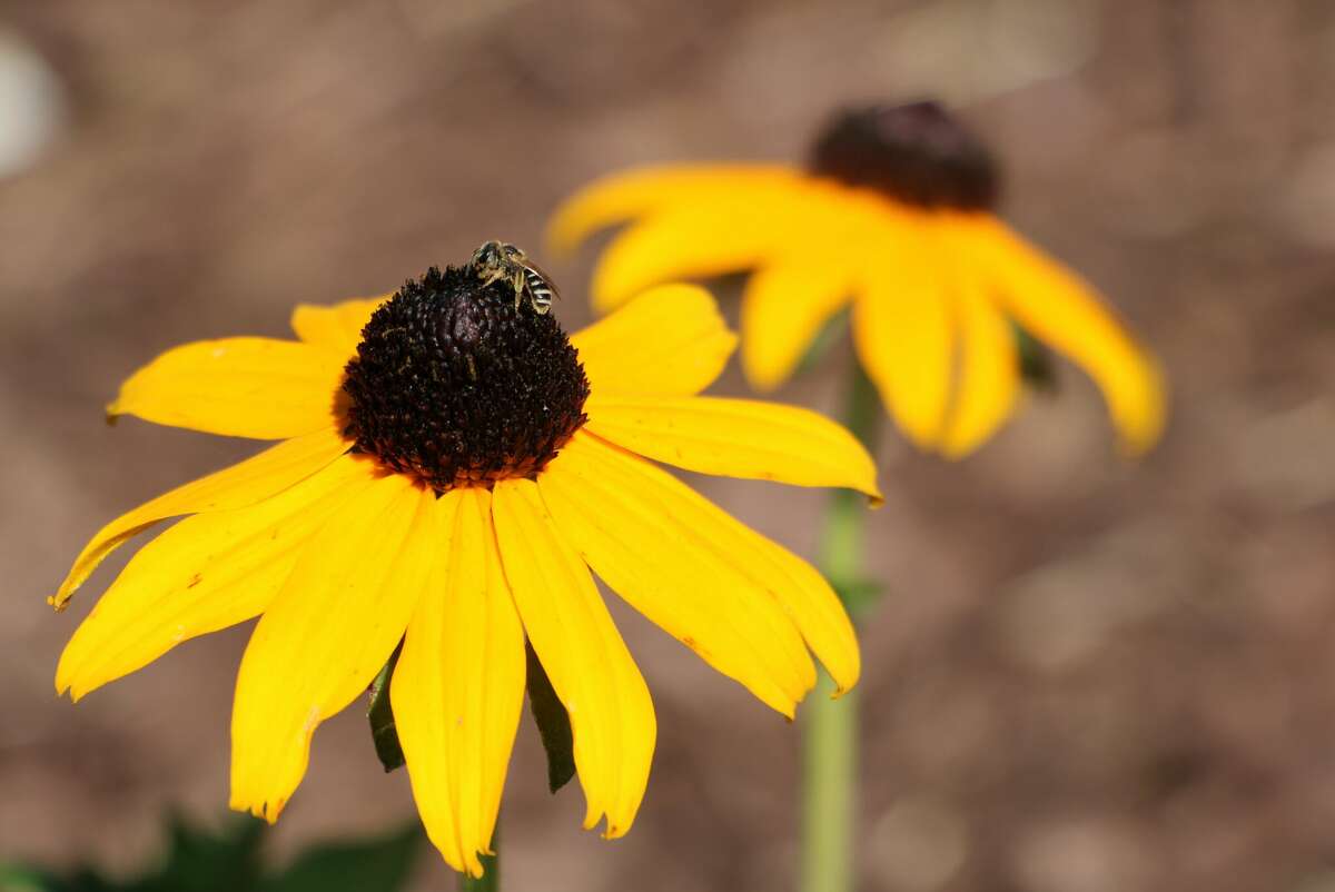 Edwardsville recognized as first Pollinator Pathway city in Illinois