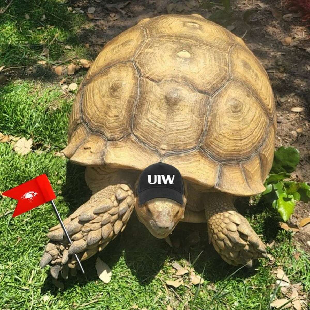 Tortoise appears on University of the Incarnate Word campus