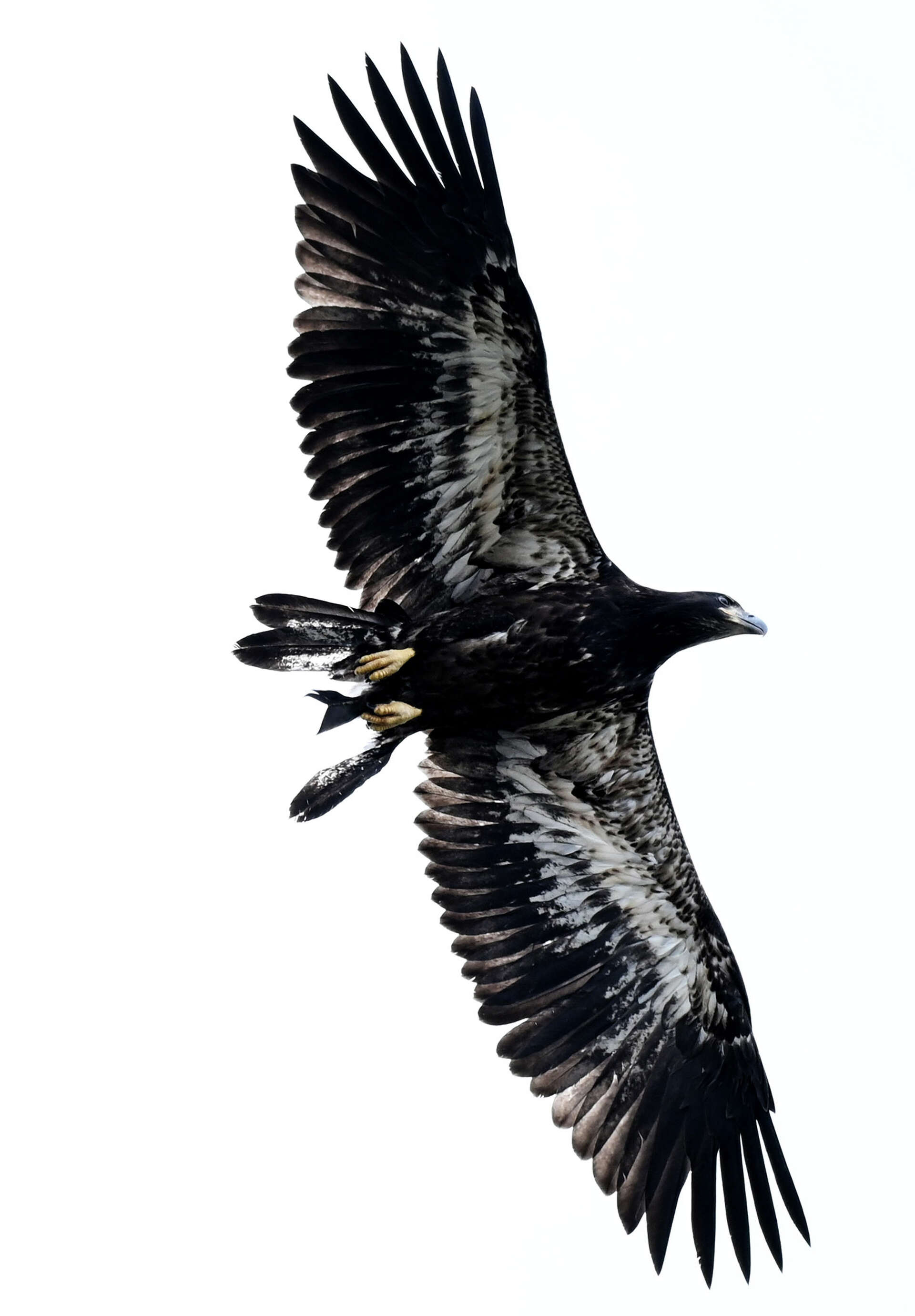Manchester eagles near draws spectators