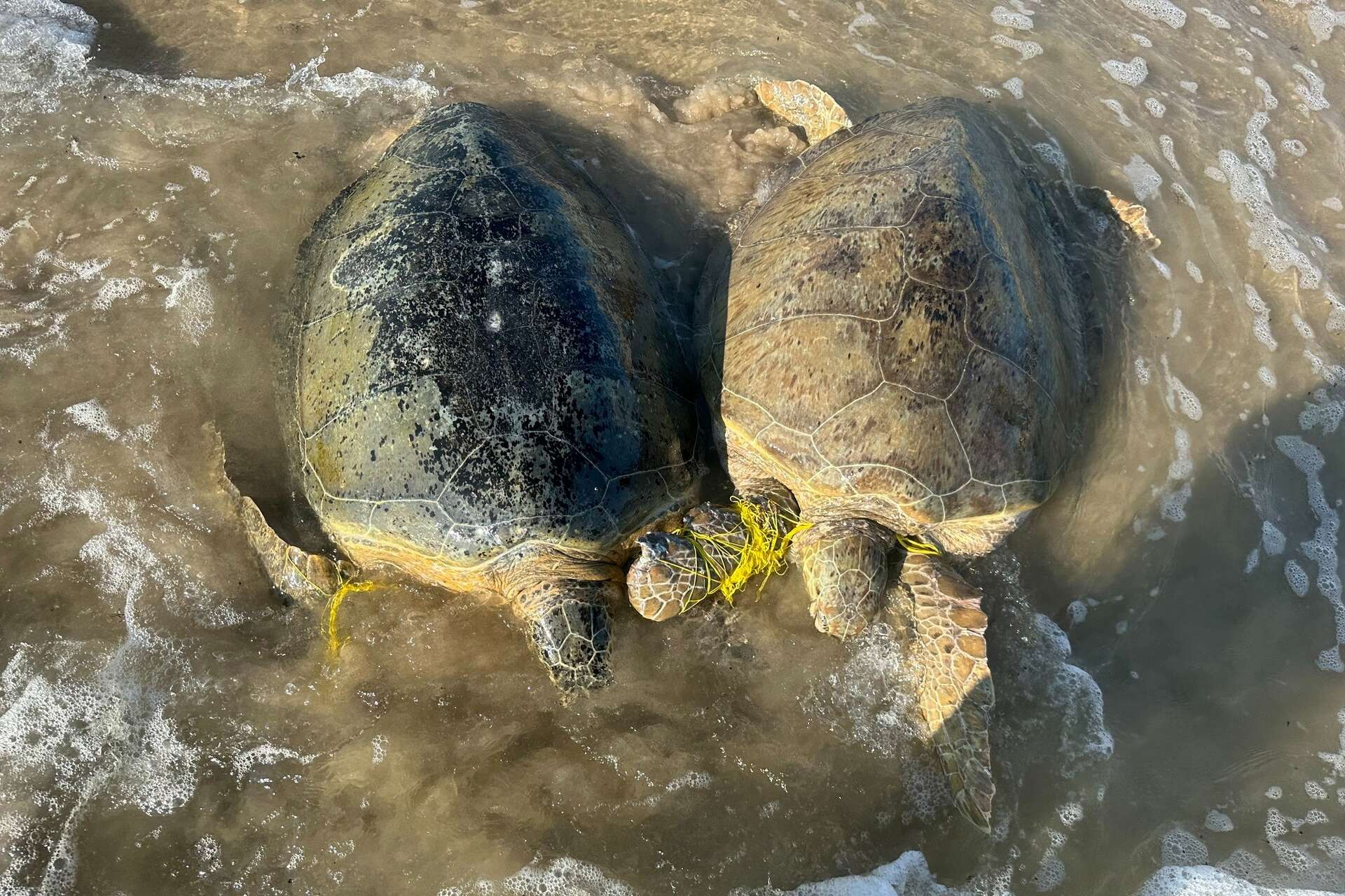 Endangered sea turtles found caught in fishing line in Texas