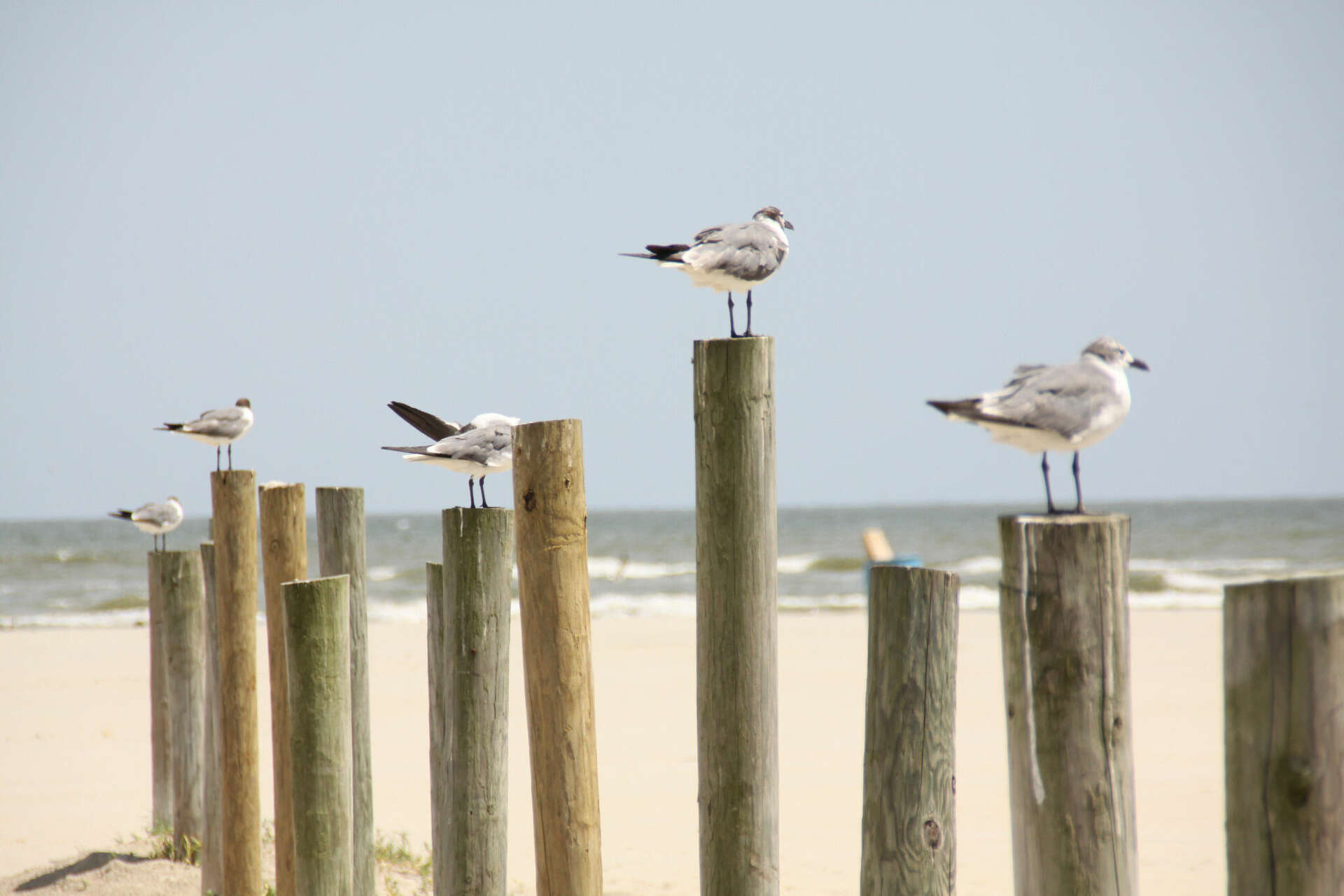The 6 best Texas beaches for every kind of beachgoer