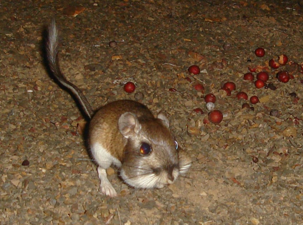 After 75 years, this species has been rediscovered in San Jose