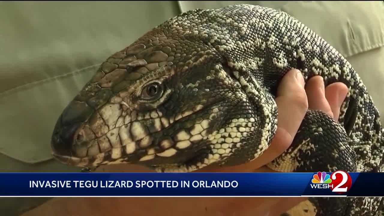 Video: Invasive tegu lizard spotted in Florida man’s backyard, wildlife ...