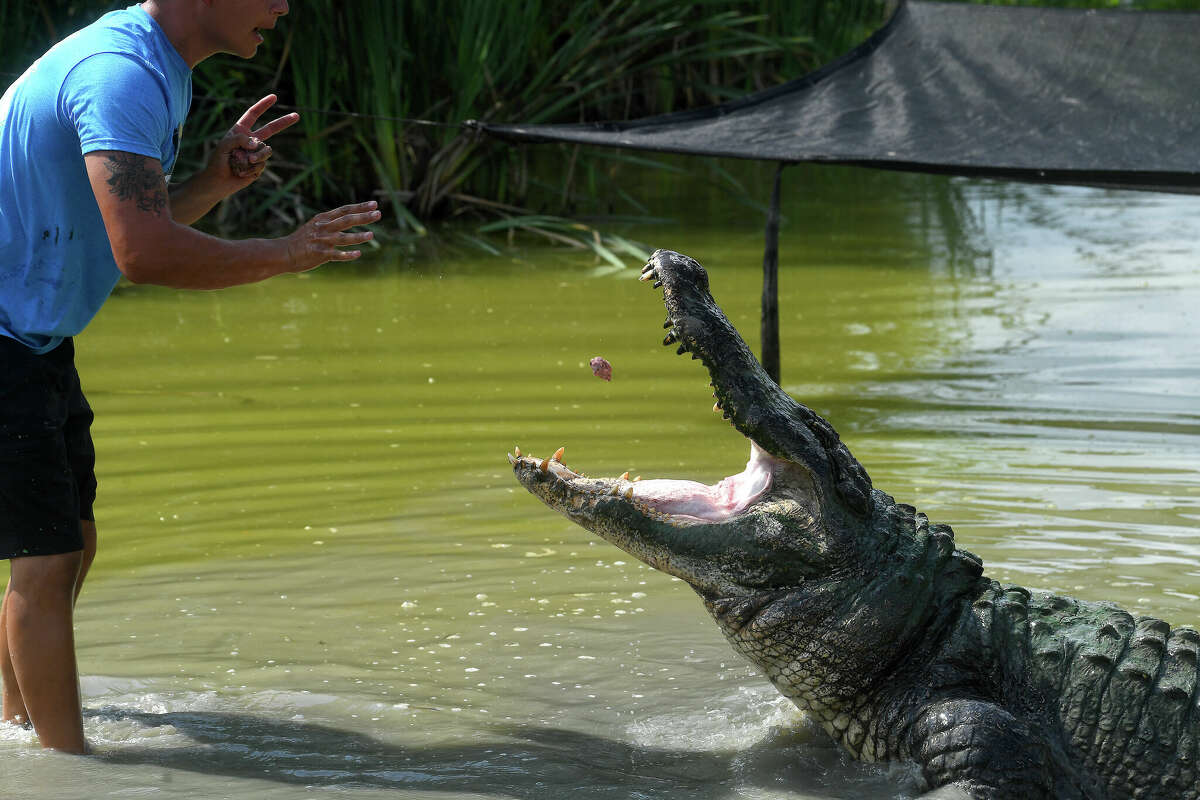 Meet Big Al, the legendary alligator from Gator Country Adventure Park