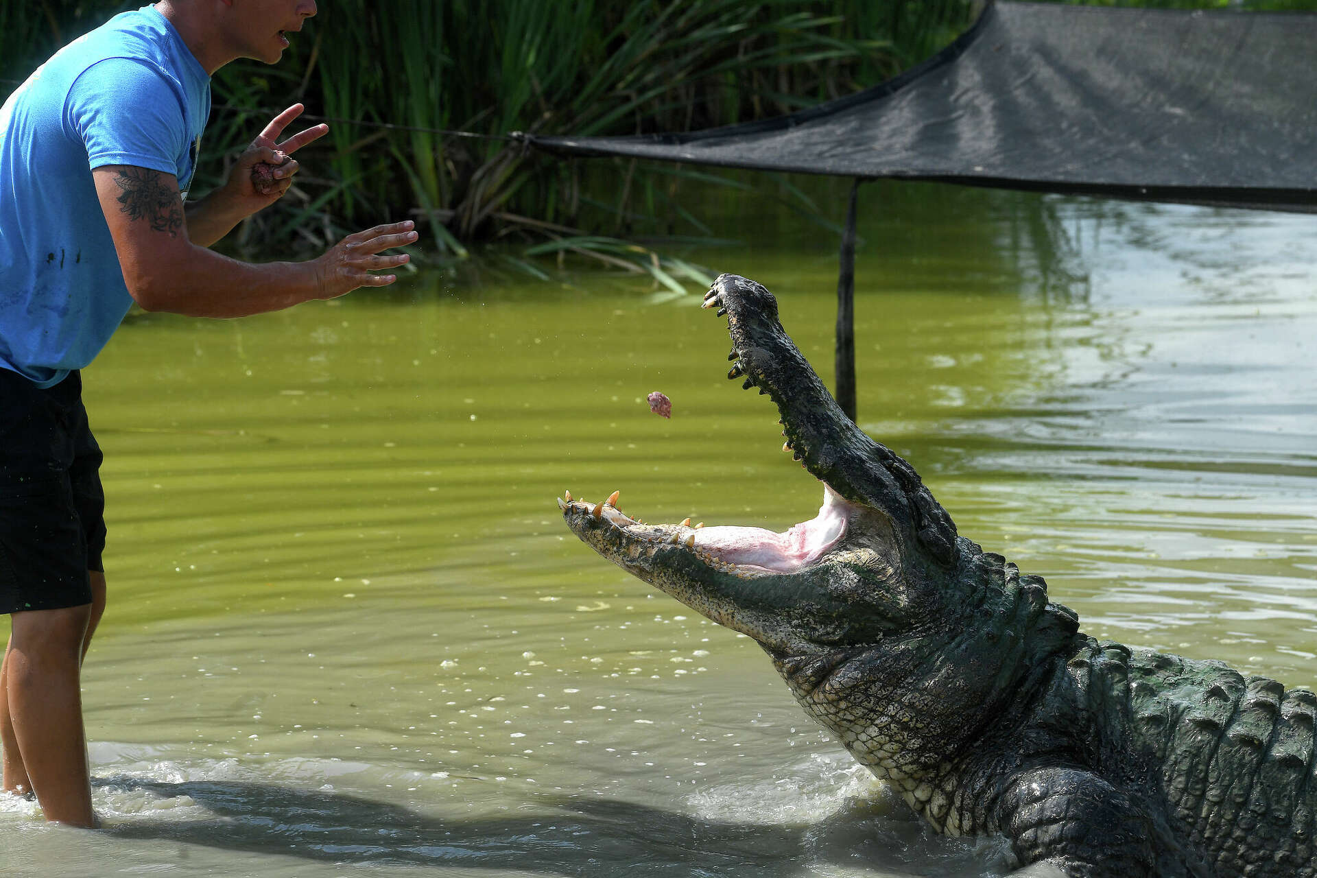 Meet Big Al, the legendary alligator from Gator Country Adventure Park