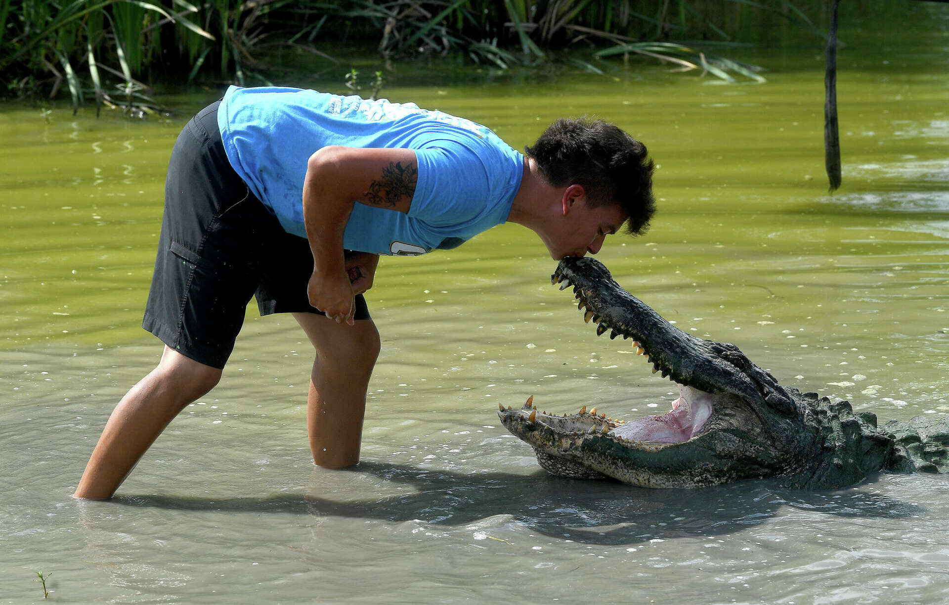 Meet Big Al, the legendary alligator from Gator Country Adventure Park
