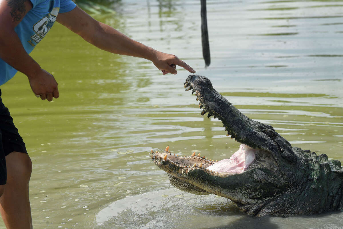 Texas Gator Savers to air on Direct TV, stream on Fubo ATT
