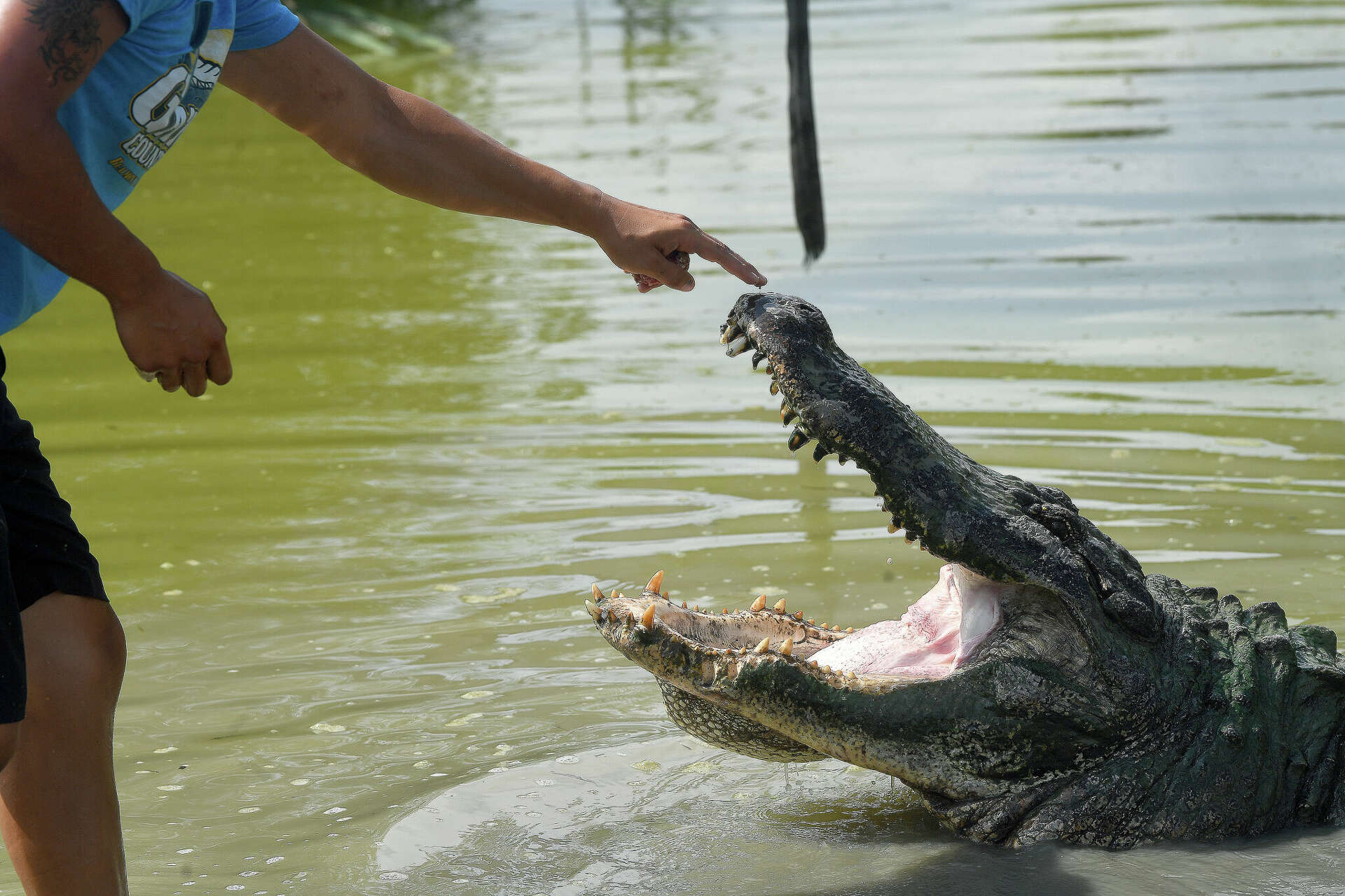 Meet Big Al, the legendary alligator from Gator Country Adventure Park