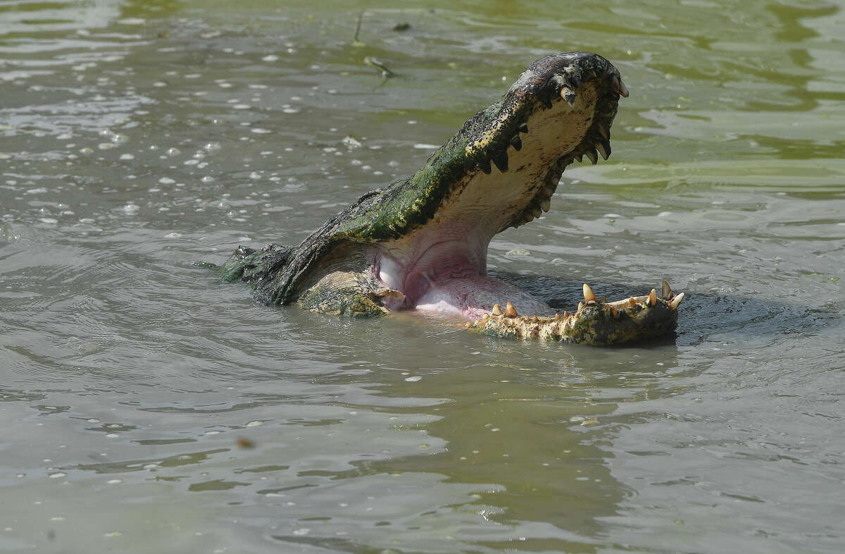 Meet Big Al, the legendary alligator from Gator Country Adventure Park