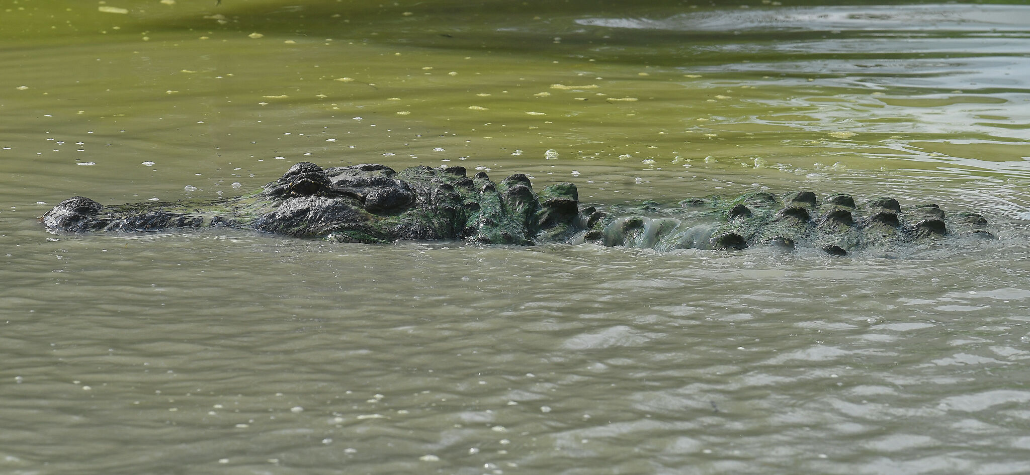 Gator Country alligators star in this Christmas tale