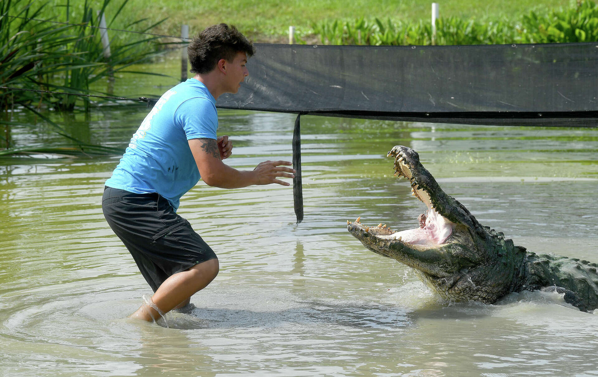Meet Big Al, the legendary alligator from Gator Country Adventure Park
