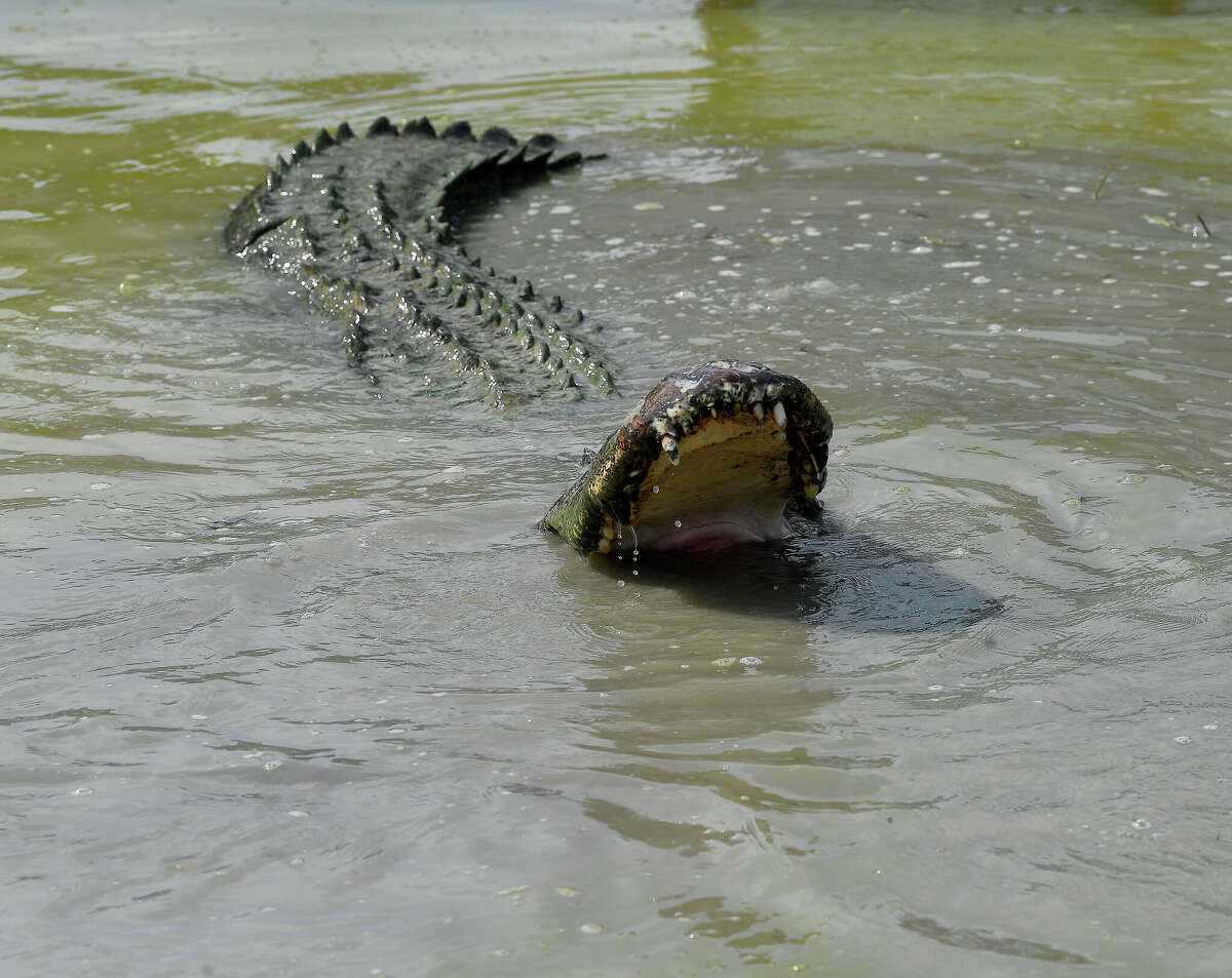 Meet Big Al, the legendary alligator from Gator Country Adventure Park