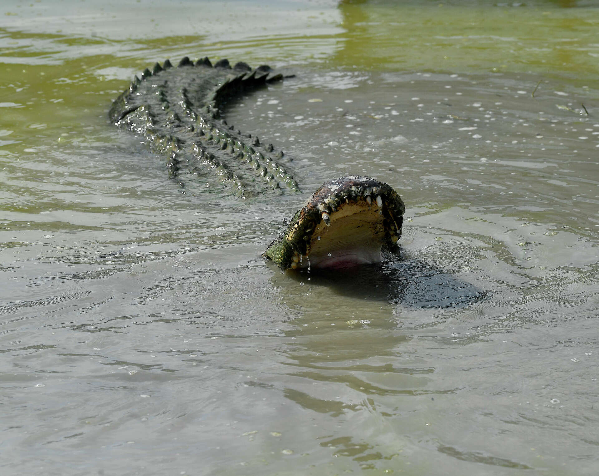 Texas Gator Savers to air on Direct TV, stream on Fubo ATT