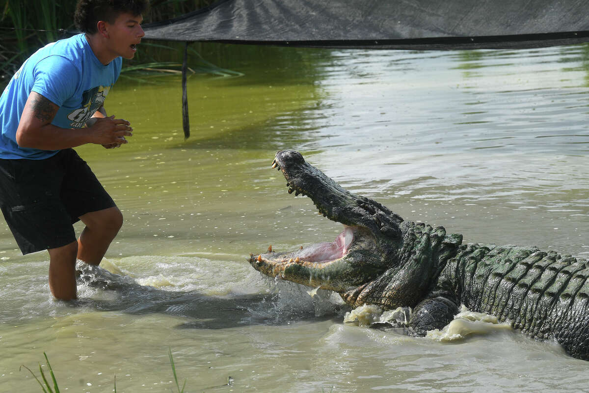 Meet Big Al, the legendary alligator from Gator Country Adventure Park