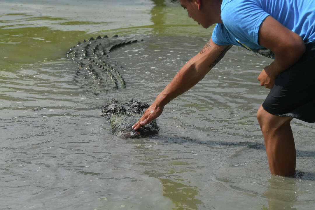 Meet Big Al, the legendary alligator from Gator Country Adventure Park