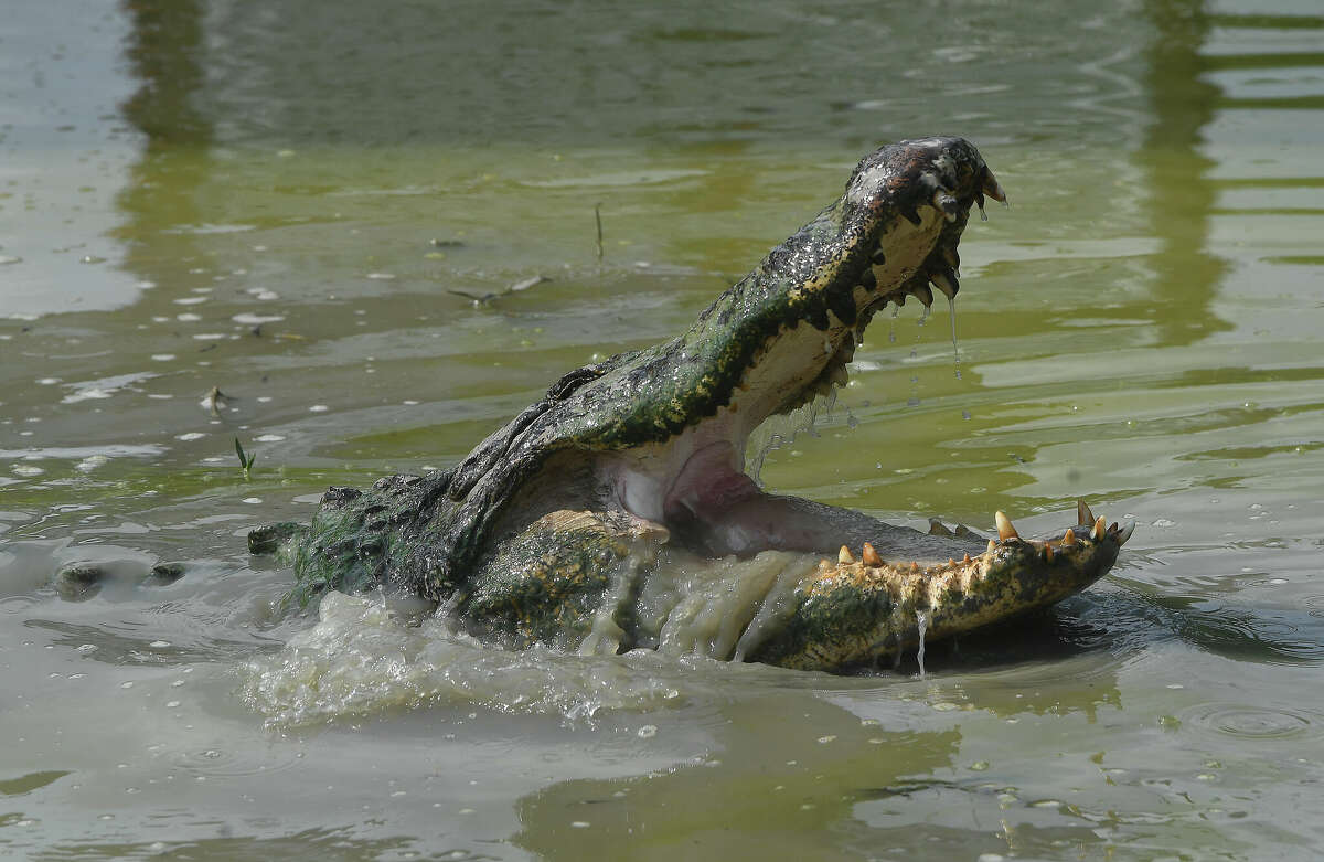 Meet Big Al, the legendary alligator from Gator Country Adventure Park