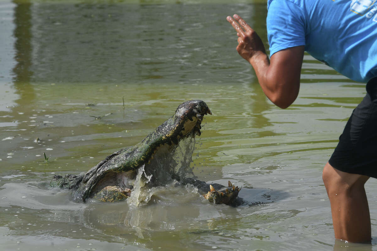 Meet Big Al, the legendary alligator from Gator Country Adventure Park