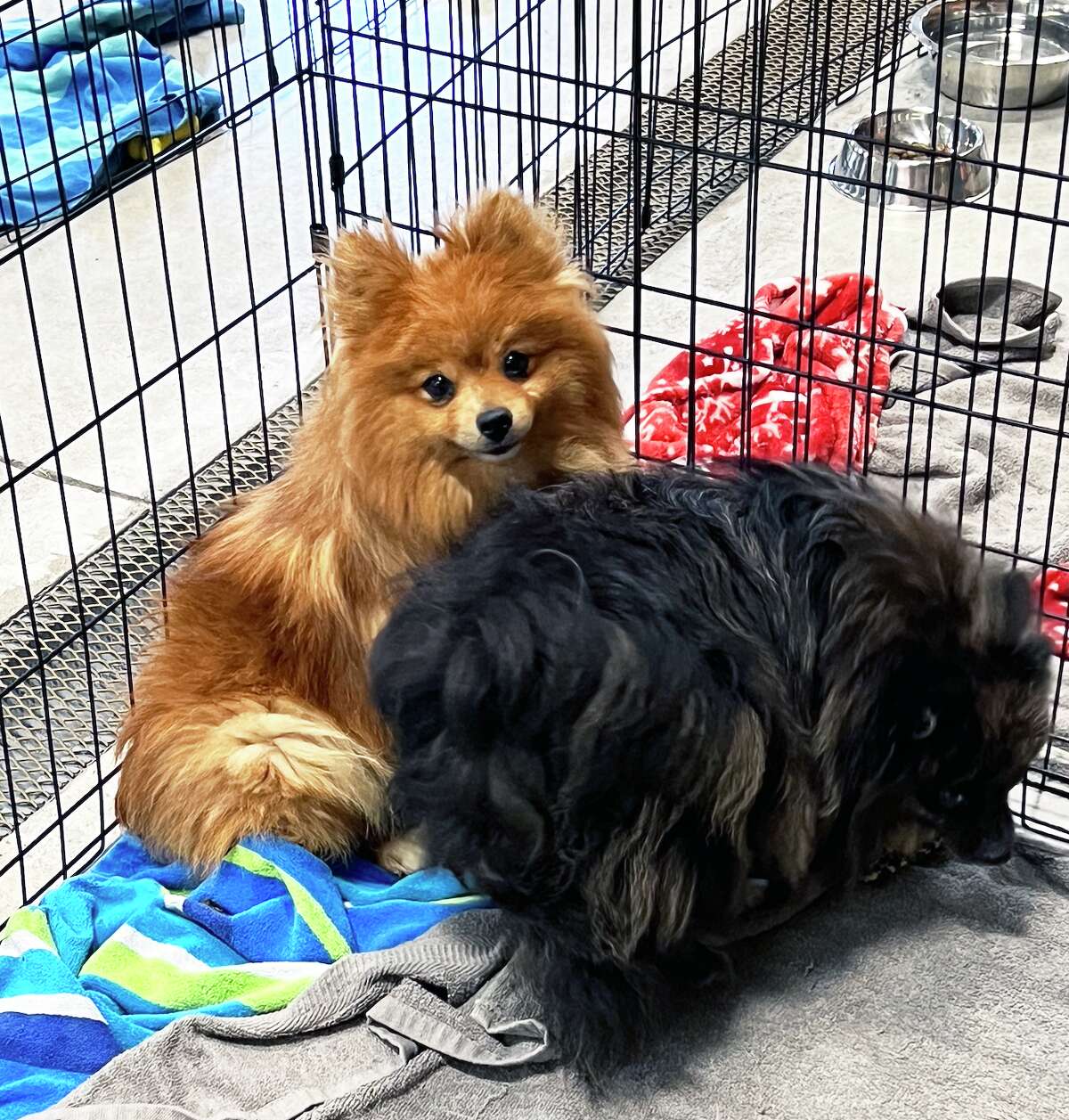 Midland Humane Society to take in 20 dogs saved from puppy mills