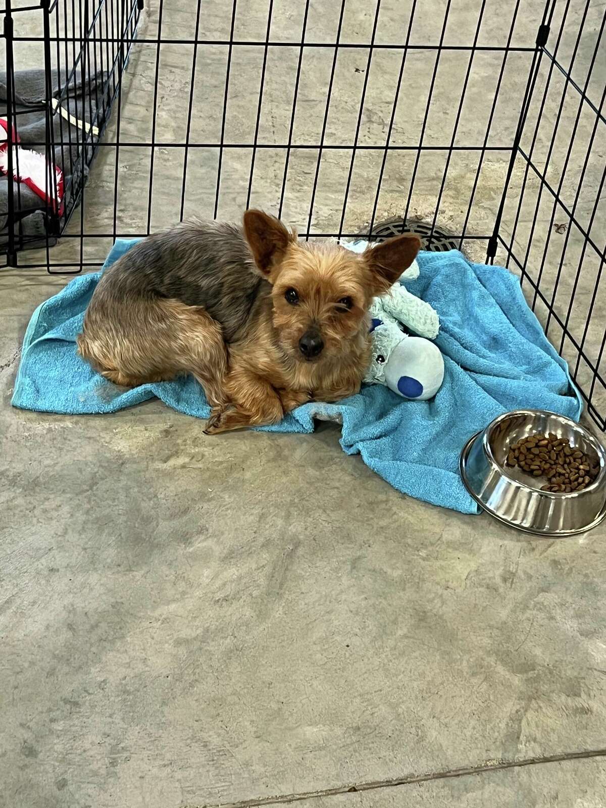 Midland Humane Society to take in 20 dogs saved from puppy mills