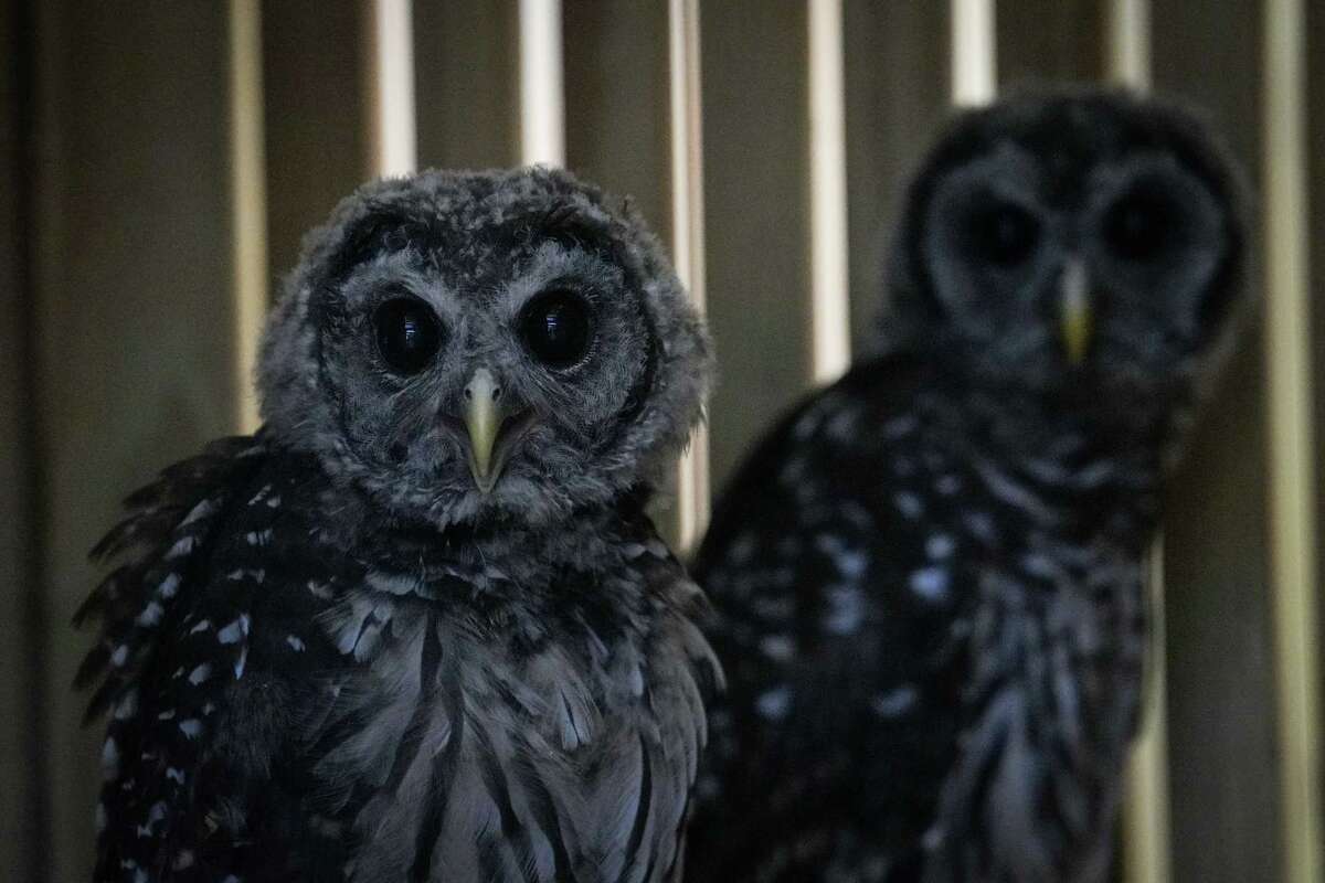 Texas owls exposed to deadly rat poison, study finds