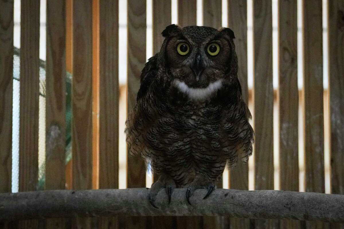 Animals in distress spike at Wildlife Center of Texas amid heat