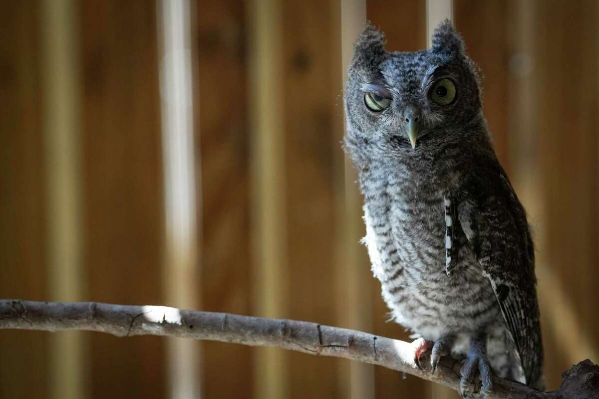 Animals in distress spike at Wildlife Center of Texas amid heat