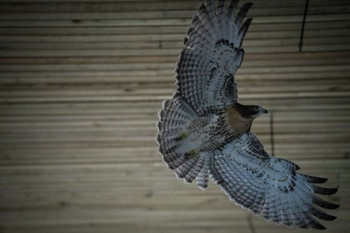 Animals in distress spike at Wildlife Center of Texas amid heat