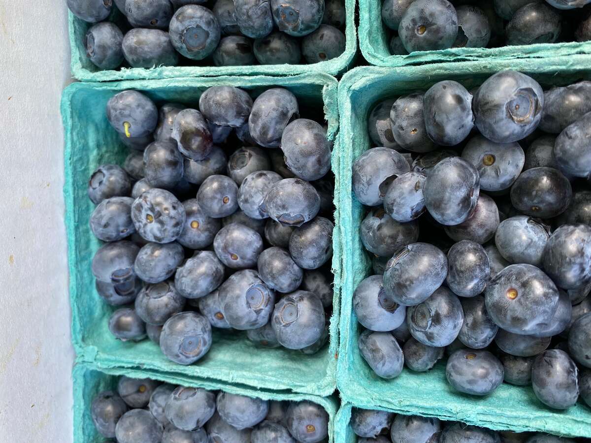 Blueberry picking starts up in Capital Region, Hudson Valley