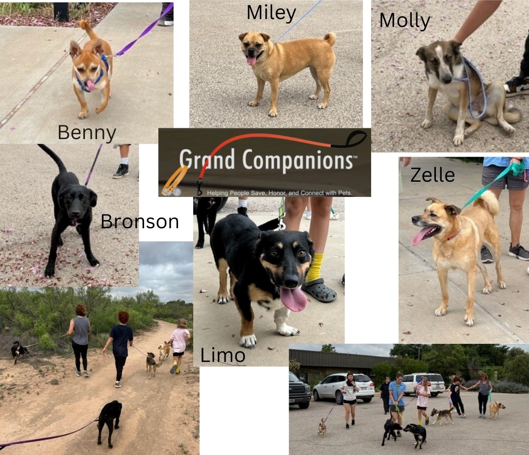Volunteer to walk dogs for Midland, Texas animal shelter monthly event