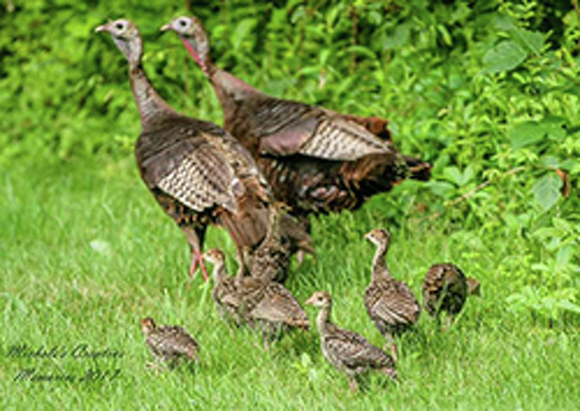 Wild turkeys the focus of annual survey in Connecticut