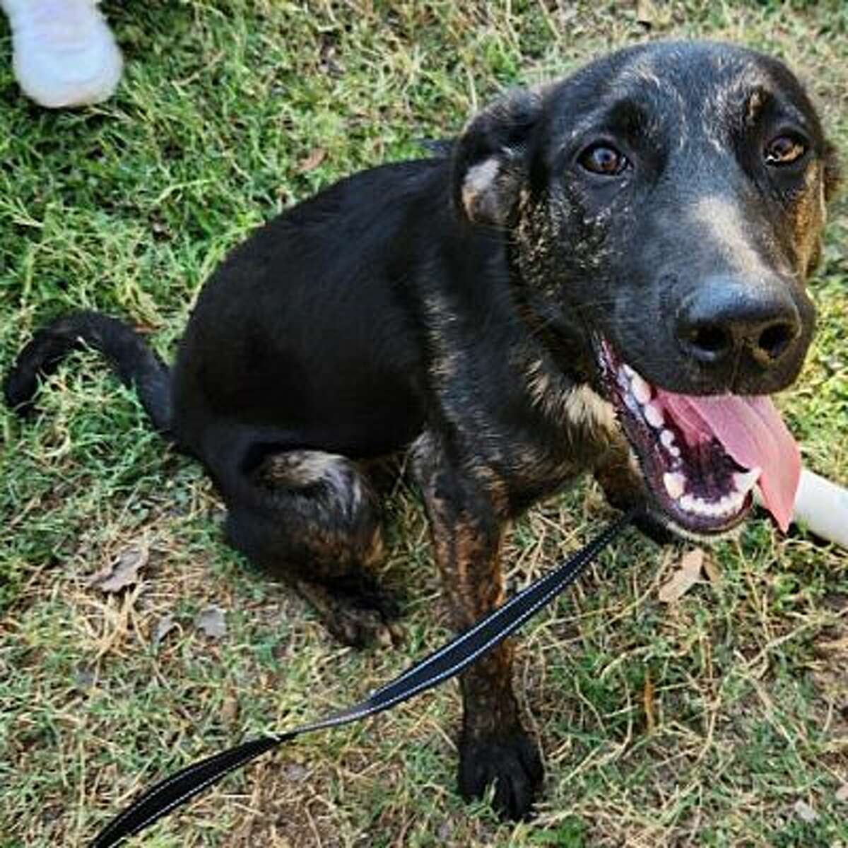 LAPS highlights dogs Bingo and Karma up for adoption