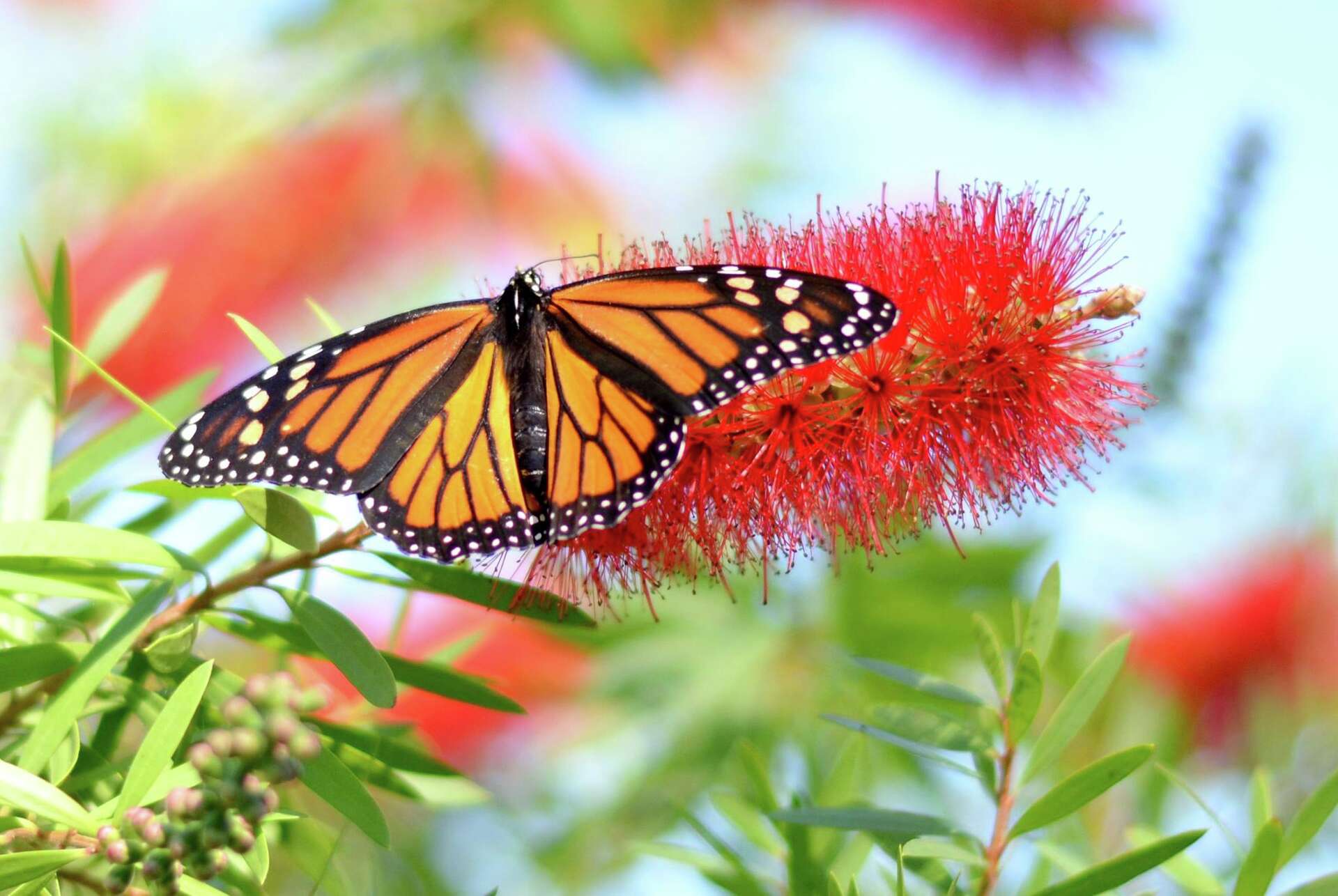 These Houston trees and plants attract and help pollinators