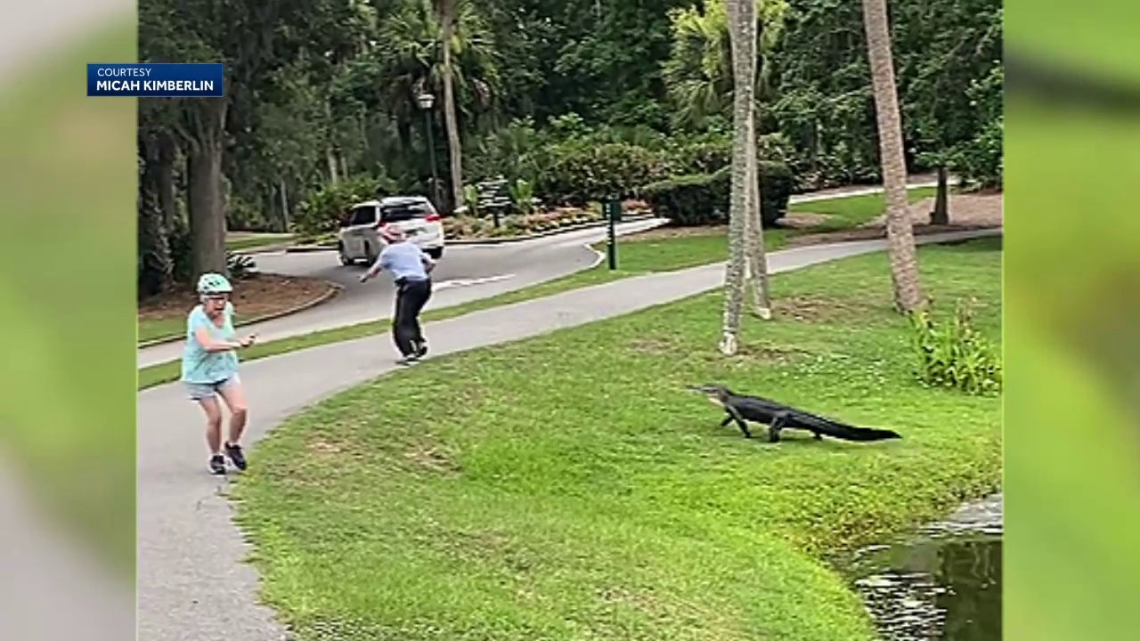 Video captures alligator charging toward fisherman in South Carolina
