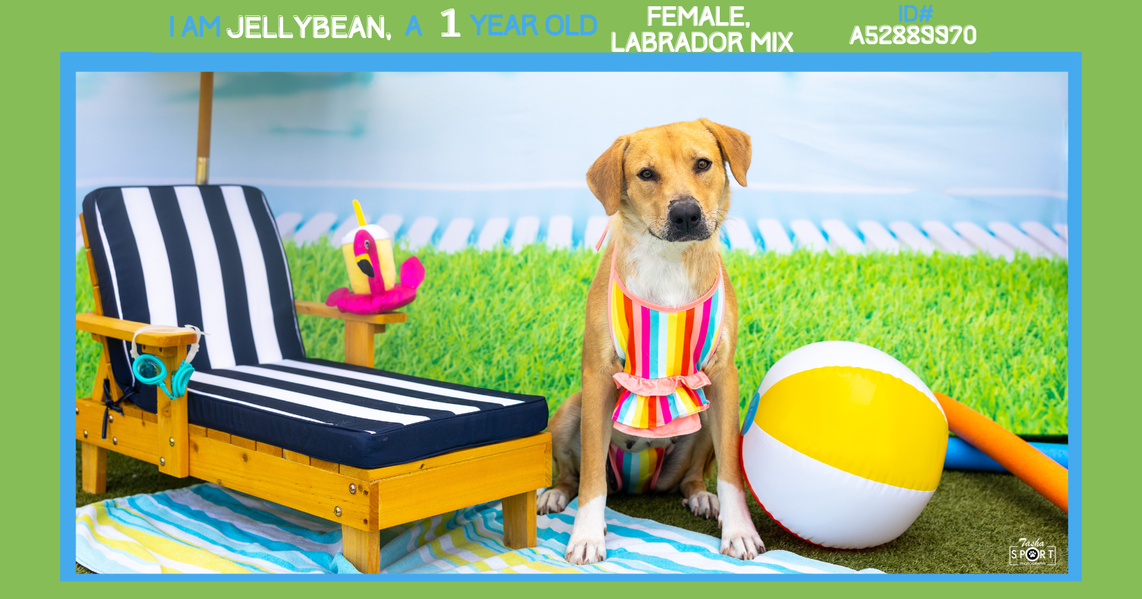 Check out these adoptable animals at the Midland Animal Shelter
