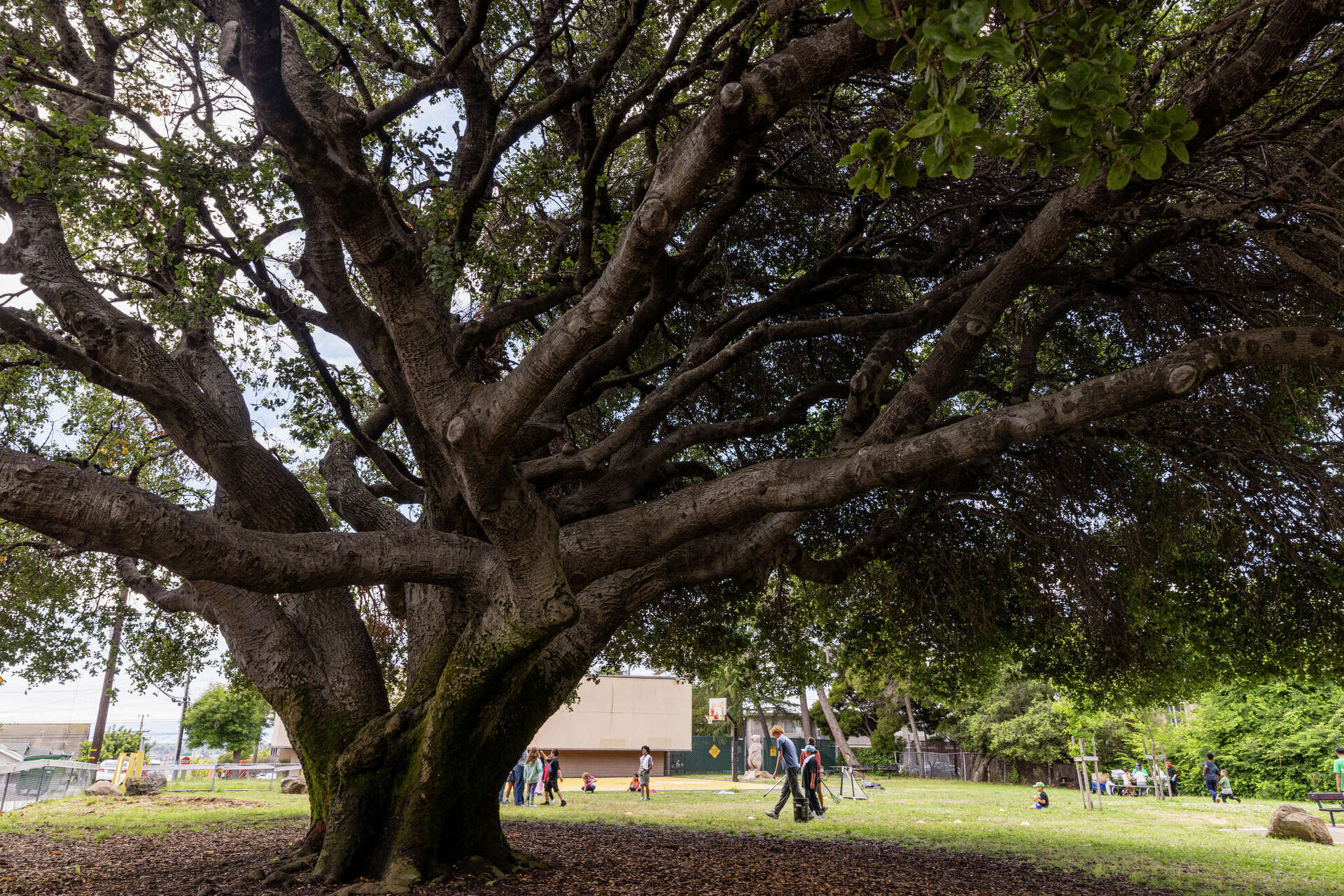 I think I found Oakland’s oldest tree. It’s spectacular
