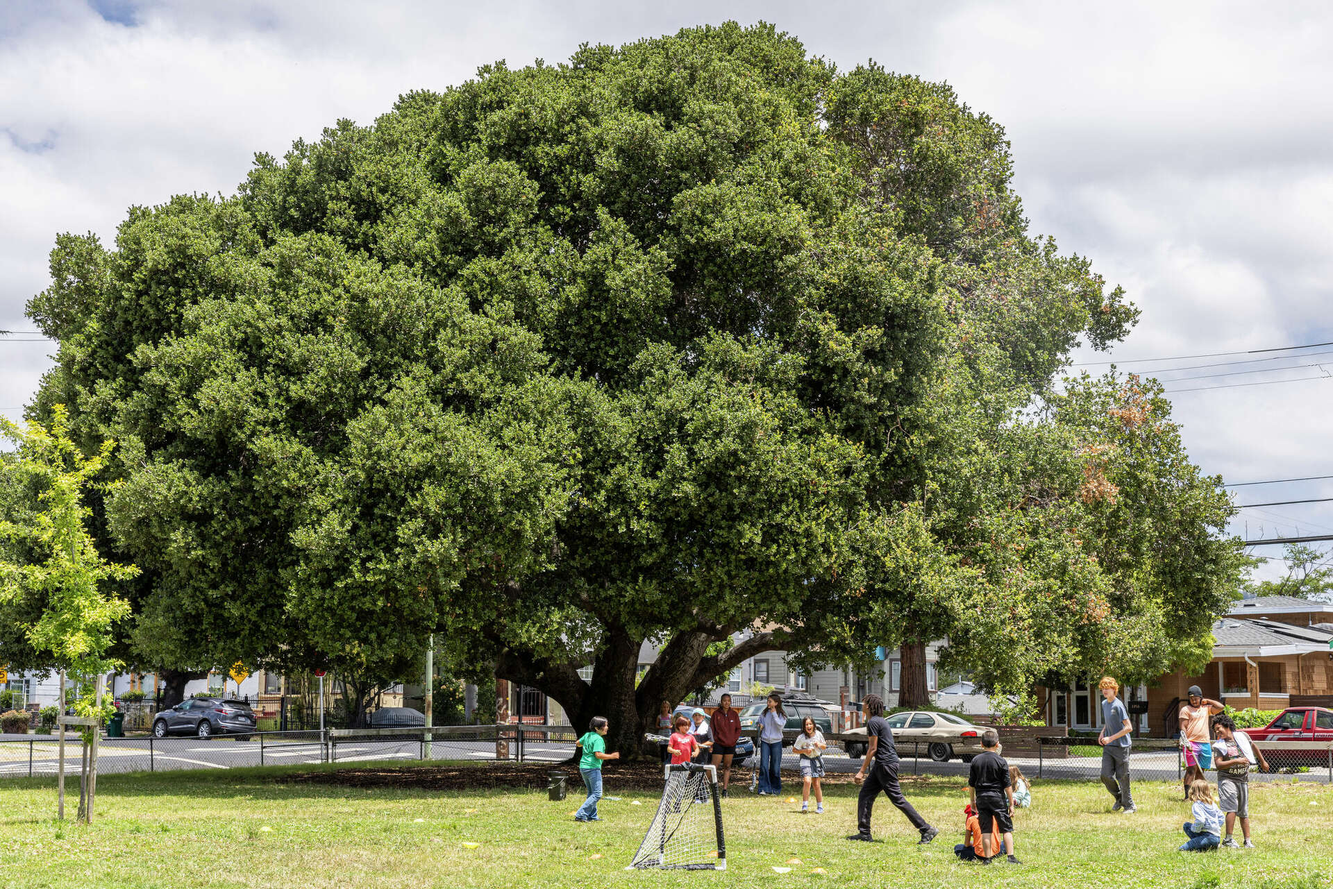 I think I found Oakland’s oldest tree. It’s spectacular
