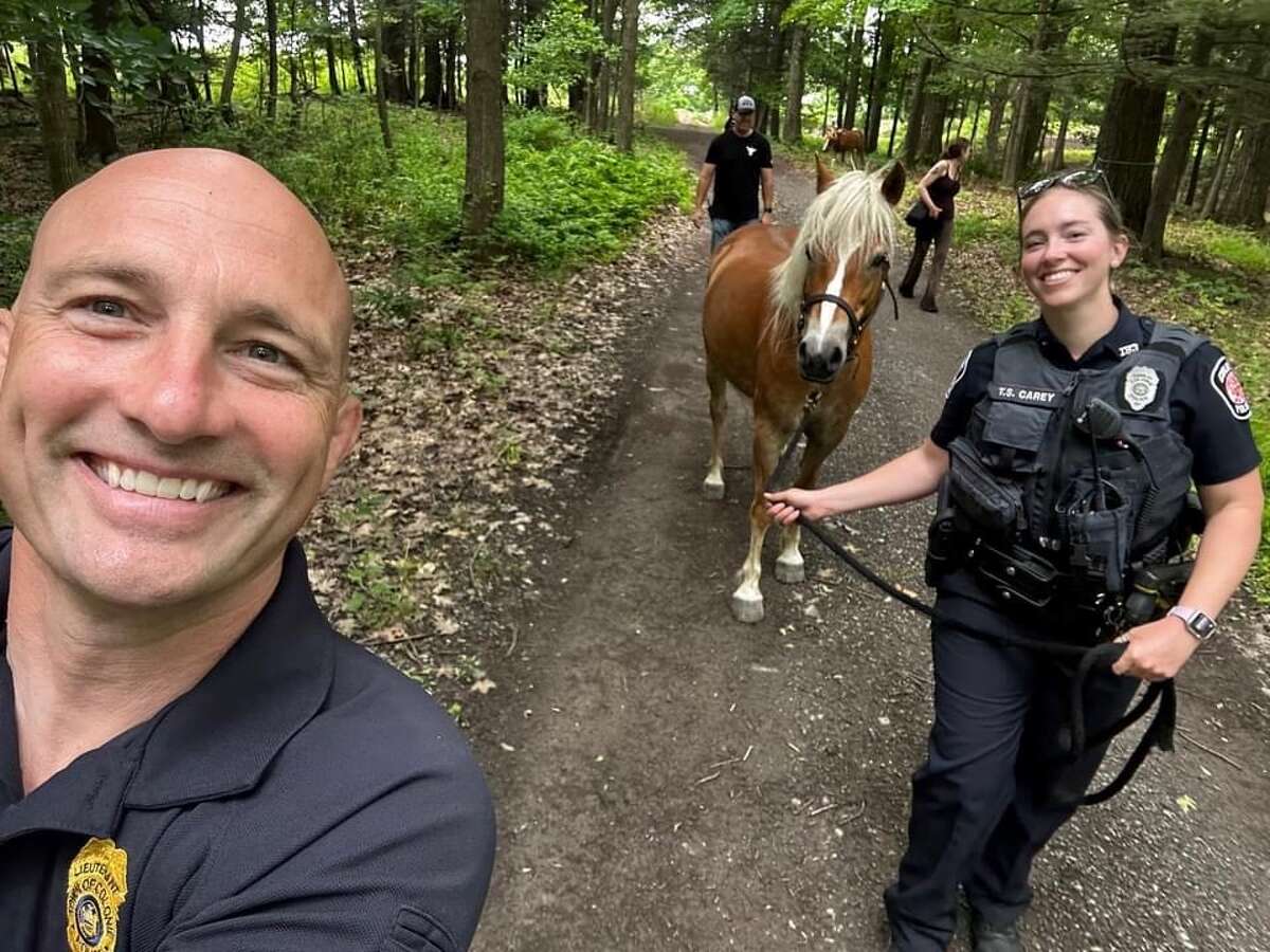 Escaped horses lead Colonie police on a wild chase