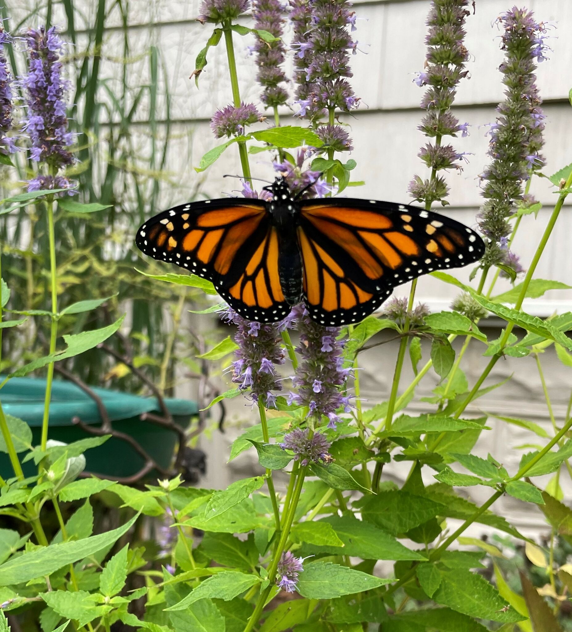 Retired horticulturist Chuck Martin explains how to plant for monarchs