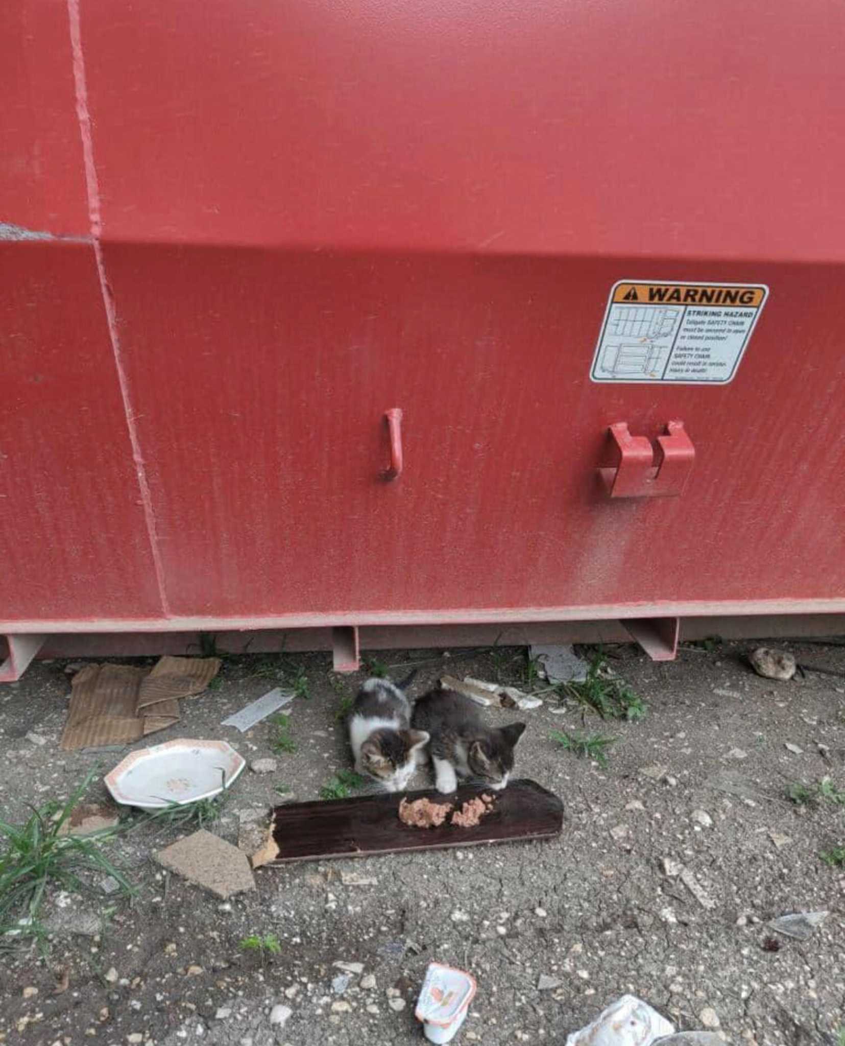 Commentary: Join effort to ‘fix’ city’s stray animal problem