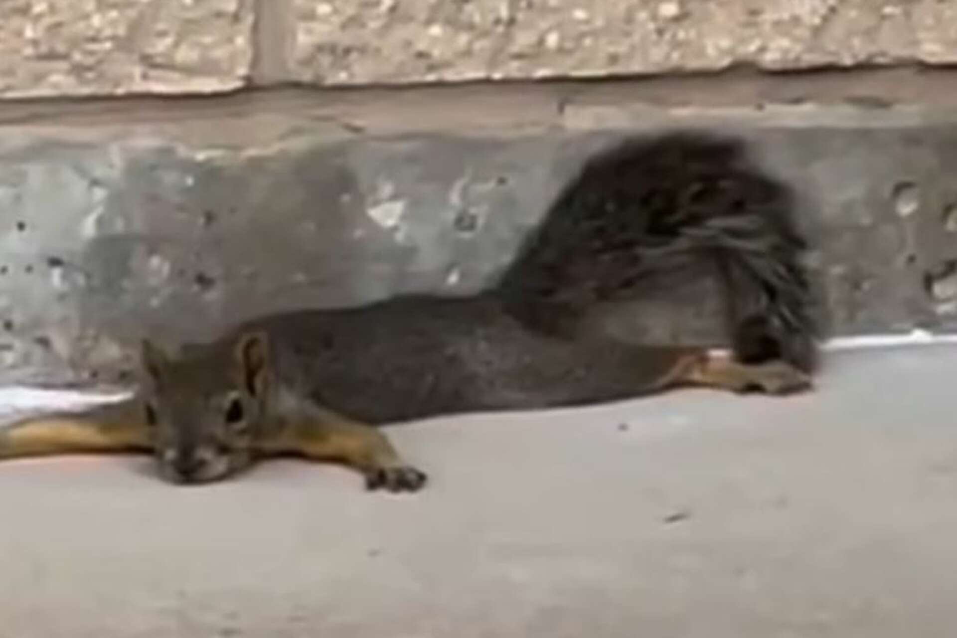 Texas squirrels are splooting again due to the extreme heat