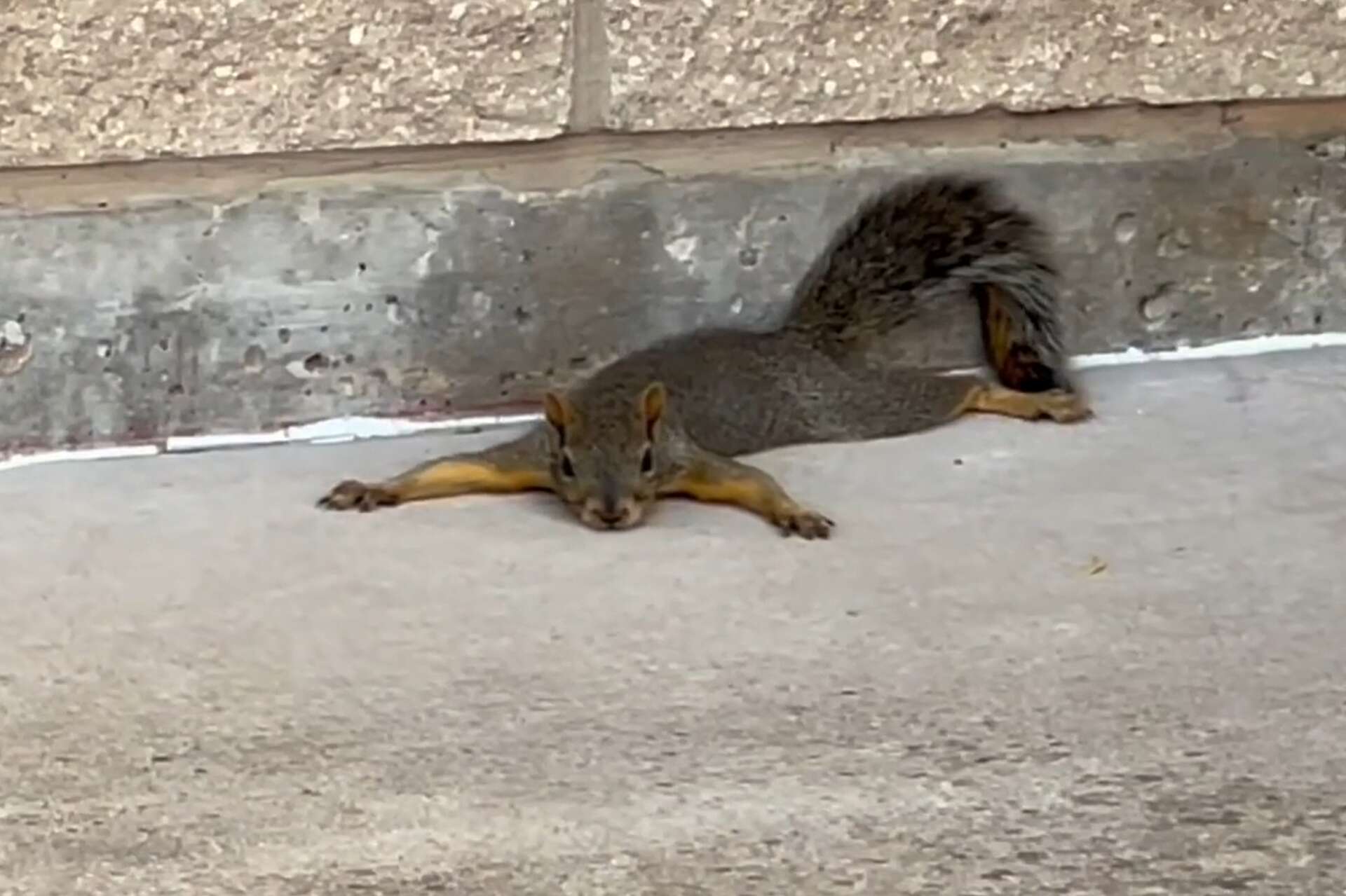 Texas squirrels aren't melting in heat. They are 'splooting'