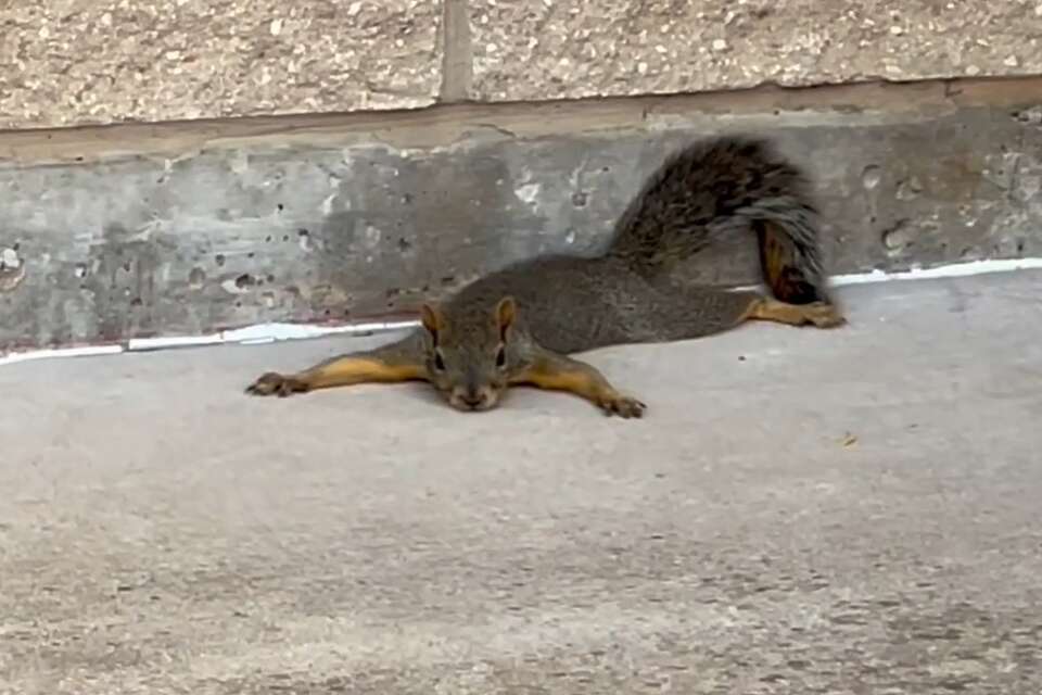 Texas squirrels aren't melting in heat. They are 'splooting'