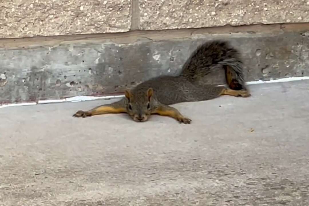 Texas squirrels aren't melting in heat. They are 'splooting'